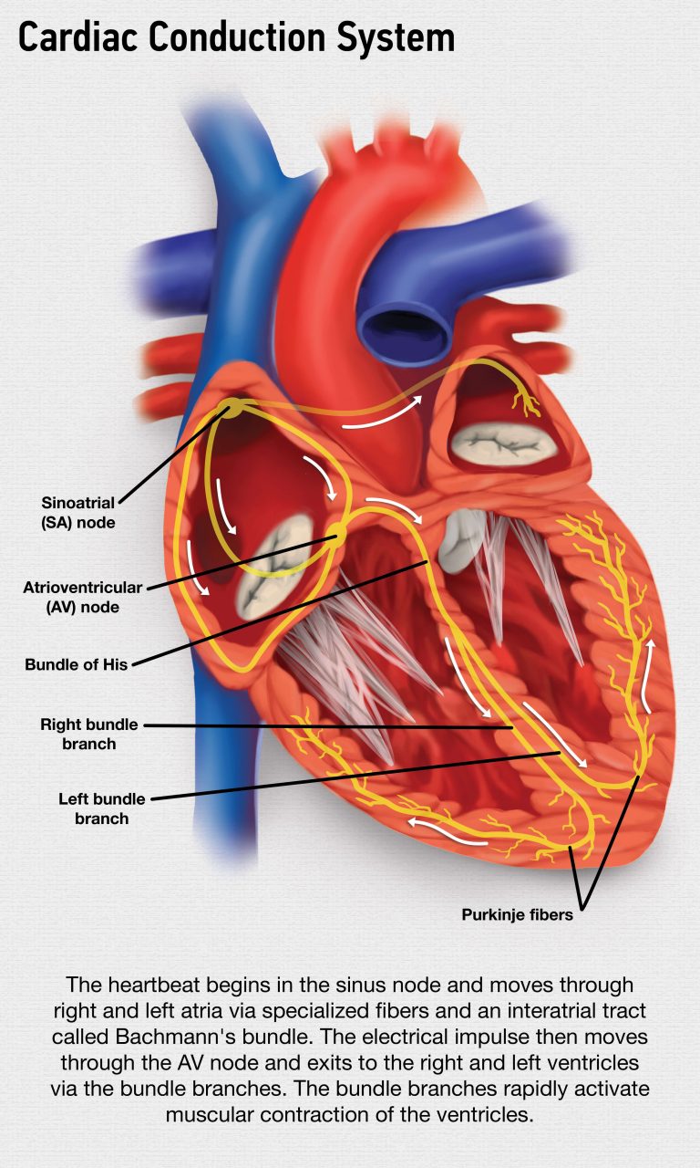 Exploring the Inner Workings of the Heart’s Electrical System